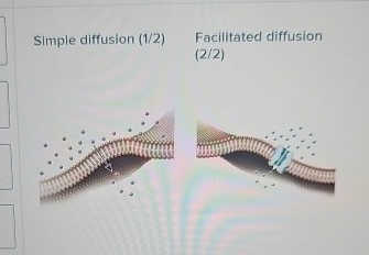 Solved Simple diffusion ( 12 )Facilitated diffusion (2/2) | Chegg.com