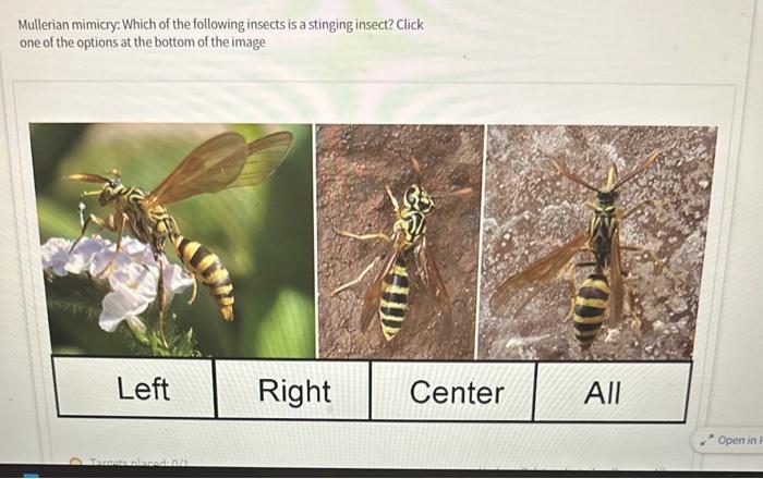 Solved Mullerian mimicry: Which of the following insects is | Chegg.com