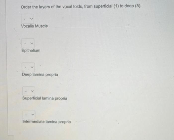 Solved Order the layers of the vocal folds, from superficial | Chegg.com