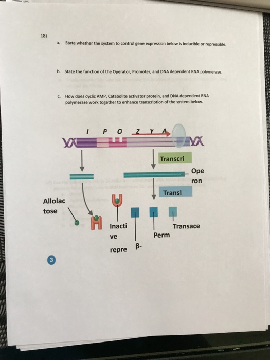 Solved 17) a. Label figures 1 and 2 below as initiation or | Chegg.com