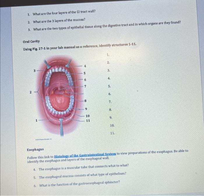 Solved 1. What are the four layers of the Gl tract wall? 2. | Chegg.com