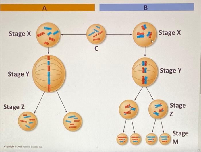 Solved A B Stage X Stage X с K Stage Y Stage Y Stage Z Stage | Chegg.com