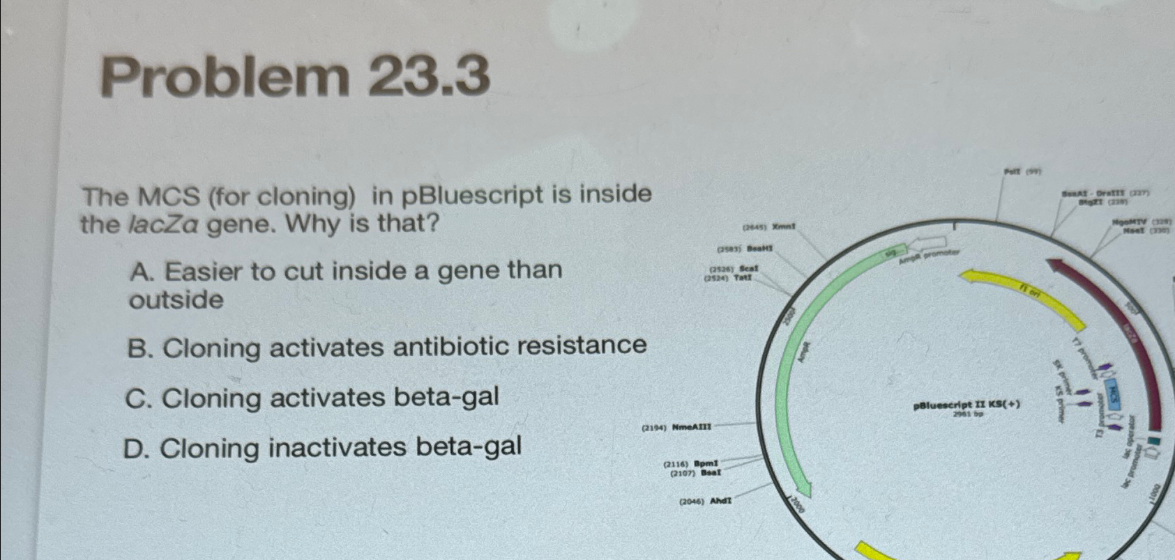 Solved Problem 23.3The MCS (for cloning) ﻿in pBluescript is | Chegg.com