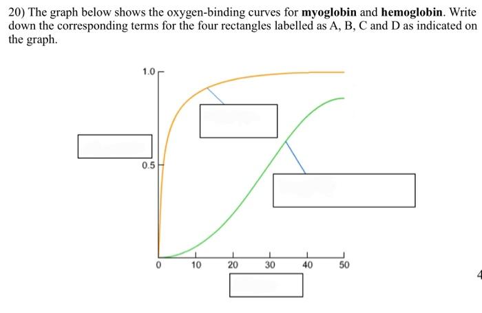 Solved 20) The graph below shows the oxygen-binding curves | Chegg.com