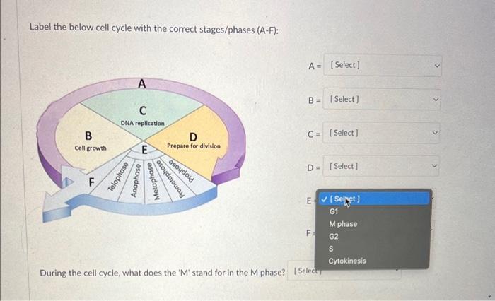 Solved Label the below cell cycle with the correct | Chegg.com