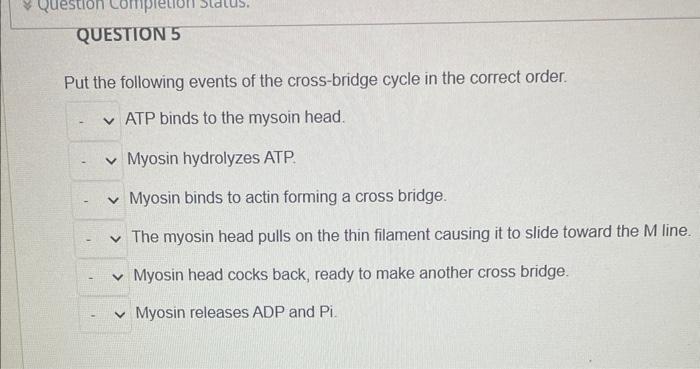 Solved Put the following events of the cross-bridge cycle in | Chegg.com