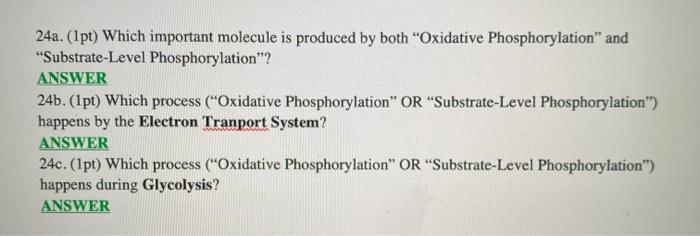 Solved 24a. (1pt) Which important molecule is produced by | Chegg.com