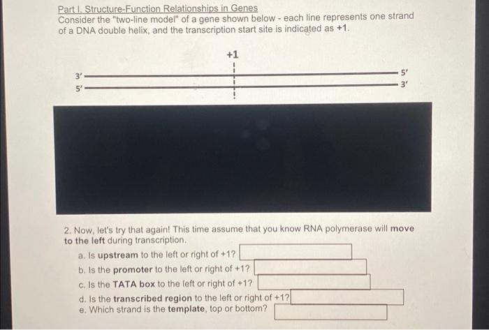 Solved Part 1. Structure-Function Relationships in Genes | Chegg.com