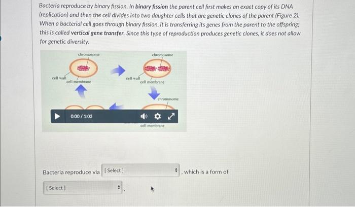 Solved Bacteria reproduce by binary fission. In binary | Chegg.com