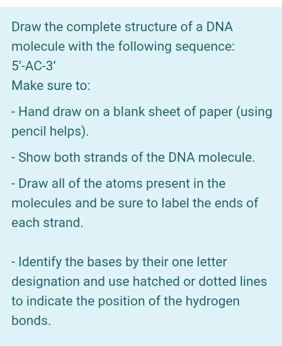 Solved Draw the complete structure of a DNA molecule with | Chegg.com
