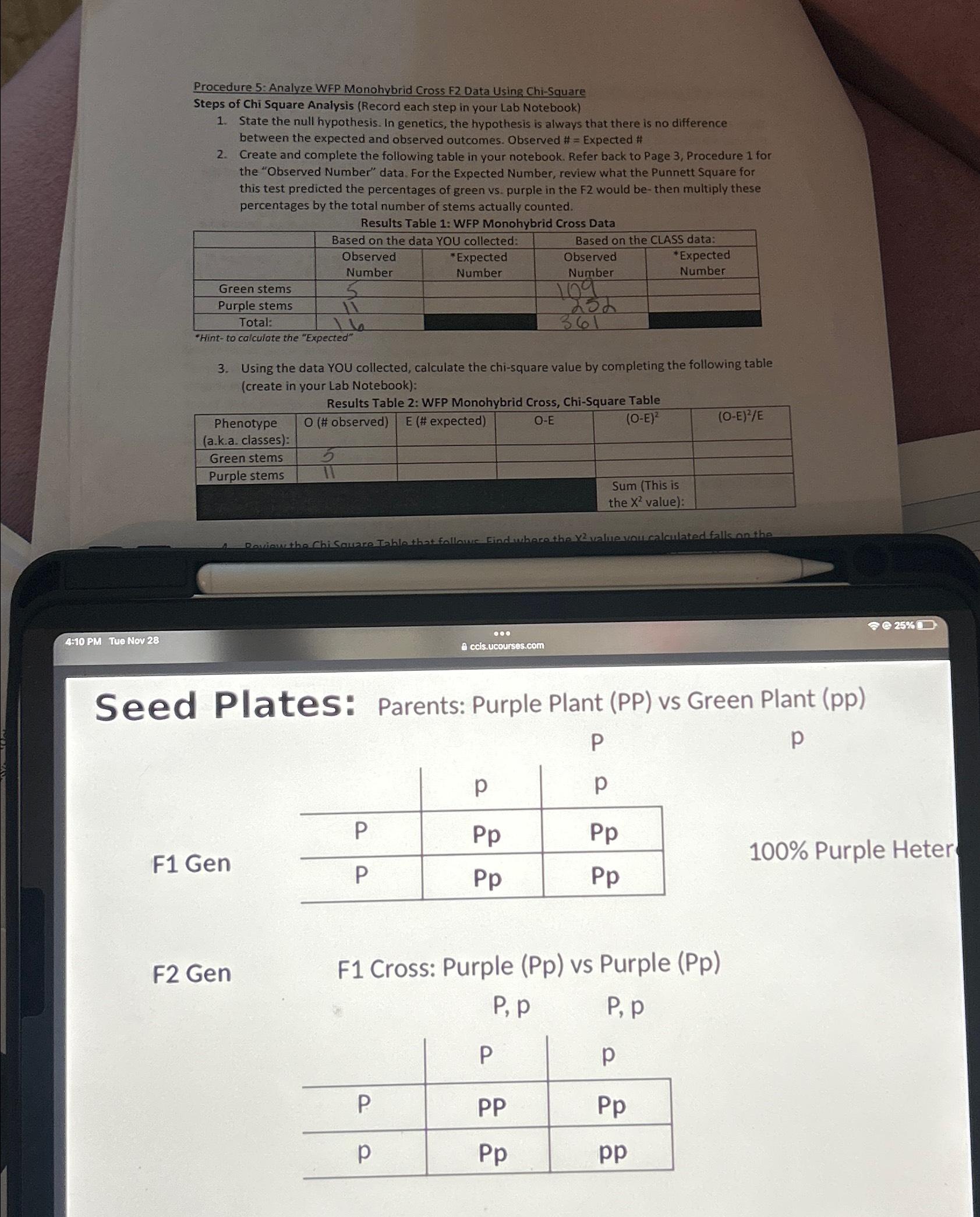 The punnet below is to help solve the problem. I cant | Chegg.com
