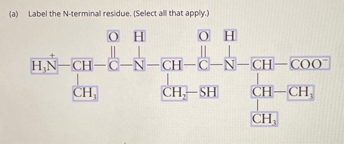 Solved (a) Label the N-terminal residue. (Select all that | Chegg.com