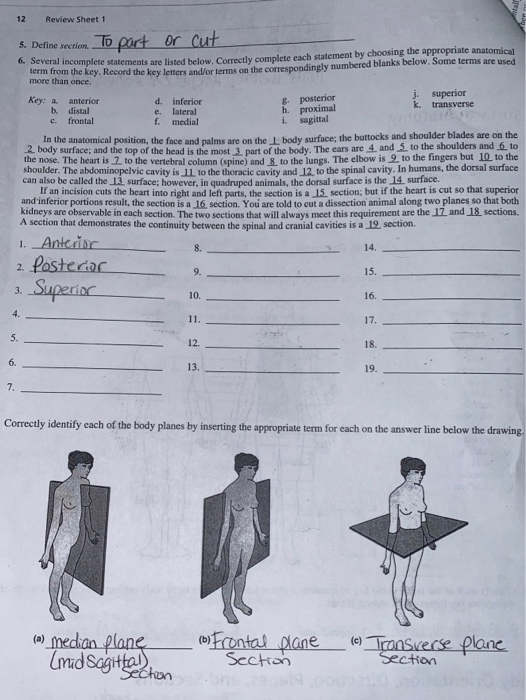 Solved 12 Review Sheet1 5. Define section. To part or cut | Chegg.com