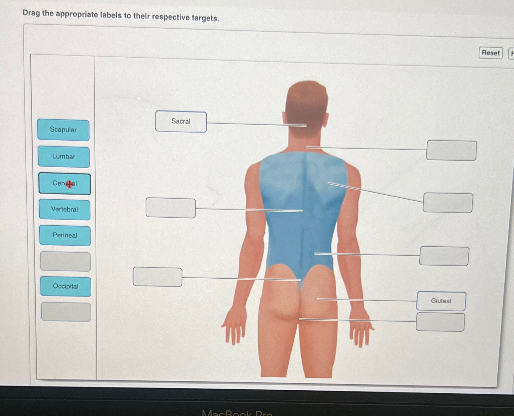 Solved Drag the appropriate labels to their respective | Chegg.com