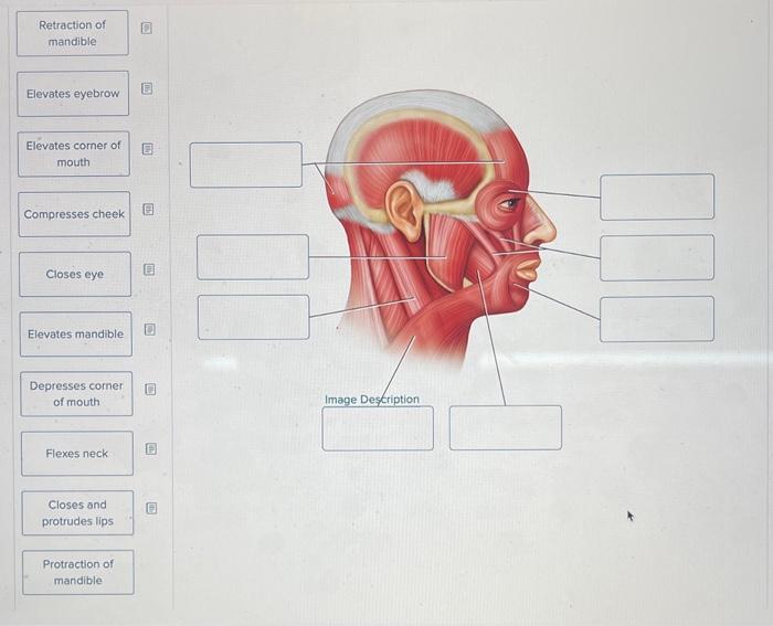 Solved Retraction of mandible Elevates eyebrow Elevates | Chegg.com