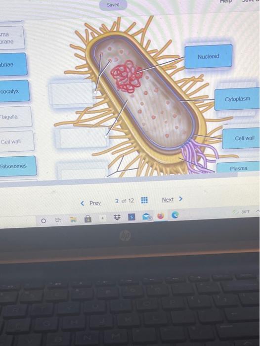 Solved Prokaryotic cell Label the image to assess your | Chegg.com