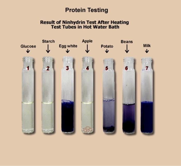 Solved C. Study proteins Complete the report for testing the | Chegg.com