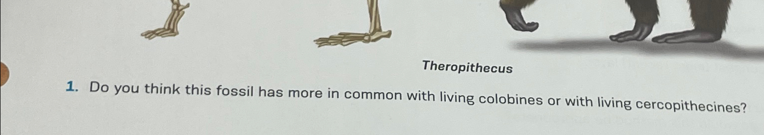 Solved TheropithecusDo you think this fossil has more in | Chegg.com