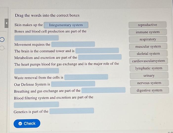 Solved Drag the words into the correct boxes Skin makes up | Chegg.com