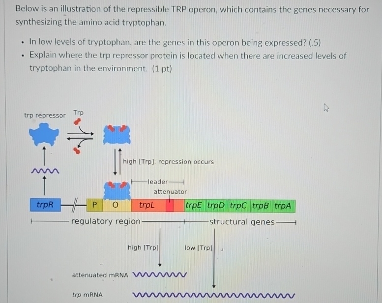 Solved Below is an illustration of the repressible TRP | Chegg.com