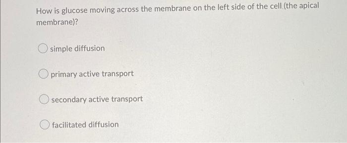 Solved PCT Transport Tubular fluid Apical membrane xoc | Chegg.com