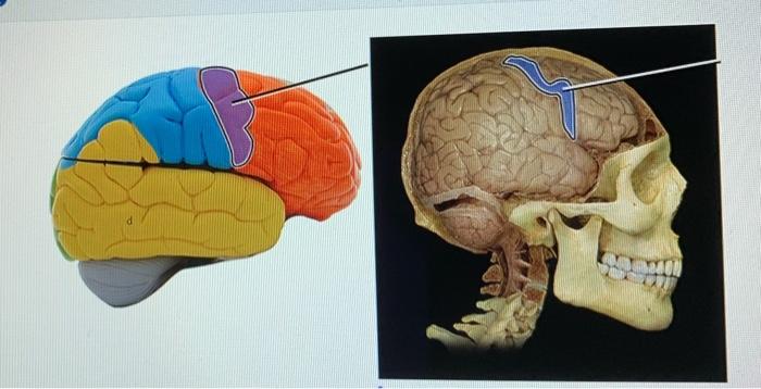 Solved Which structure is highlighted and indicated by the | Chegg.com