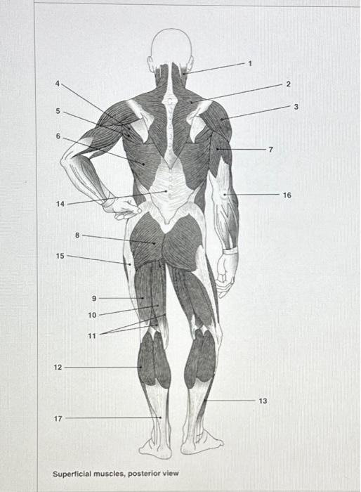 Solved Label the muscles of the body by looking at the | Chegg.com