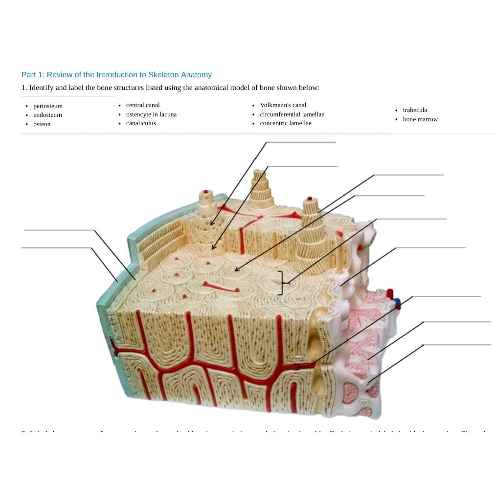 Solved Part 1: Review of the Introduction to Skeleton | Chegg.com