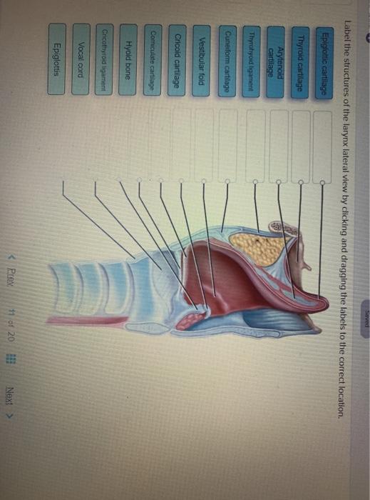 Solved Label the structures of the larynx lateral view by | Chegg.com