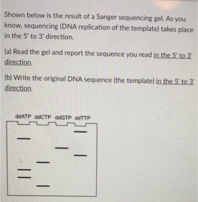 Solved Shown below is the result of a Sanger sequencing gel. | Chegg.com