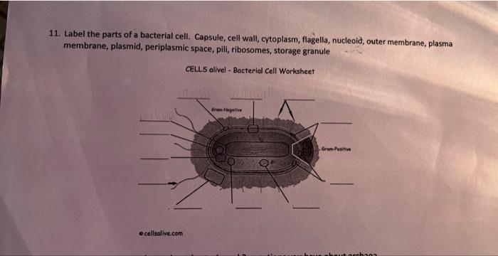 11. Label the parts of a bacterial cell. Capsule, | Chegg.com
