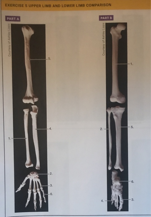 Solved 5. Review the upper and lower limbs from Exercise 5. | Chegg.com