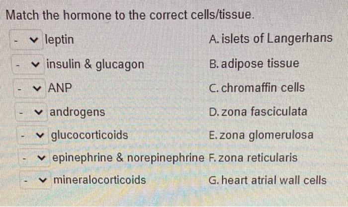 Solved Match the hormone to the correct cells/tissue. leptin | Chegg.com