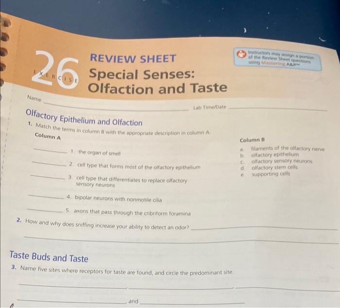 Solved REVIEW SHEET Special Senses: Olfaction and Taste Name | Chegg.com