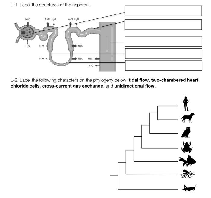 Solved L-2. Label the following characters on the phylogeny | Chegg.com