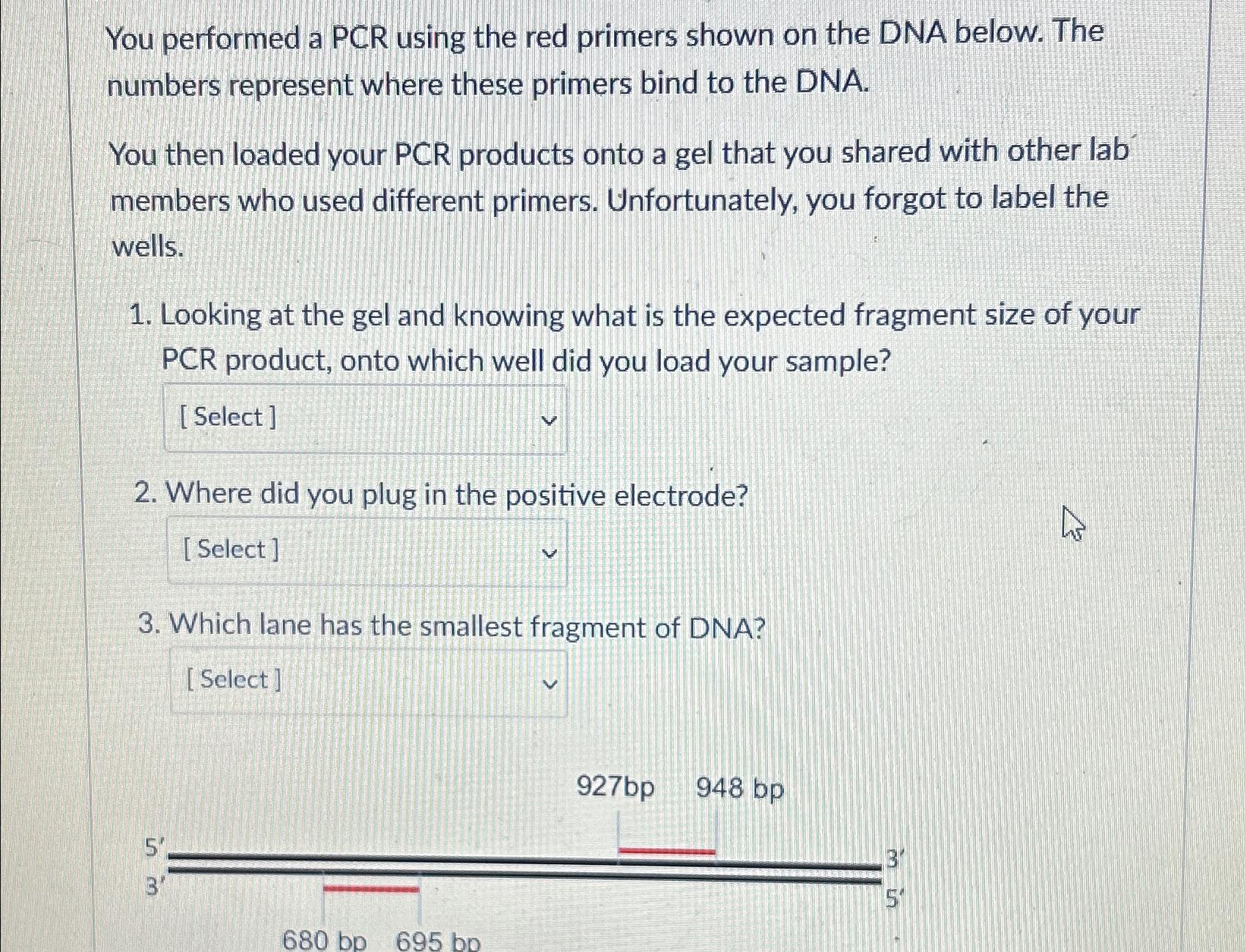 Solved You performed a PCR using the red primers shown on | Chegg.com