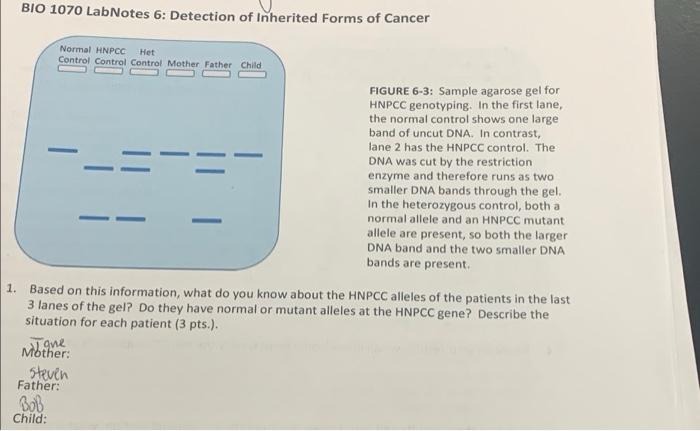 Solved BIO 1070 LabNotes 6: Detection of Inherited Forms of | Chegg.com