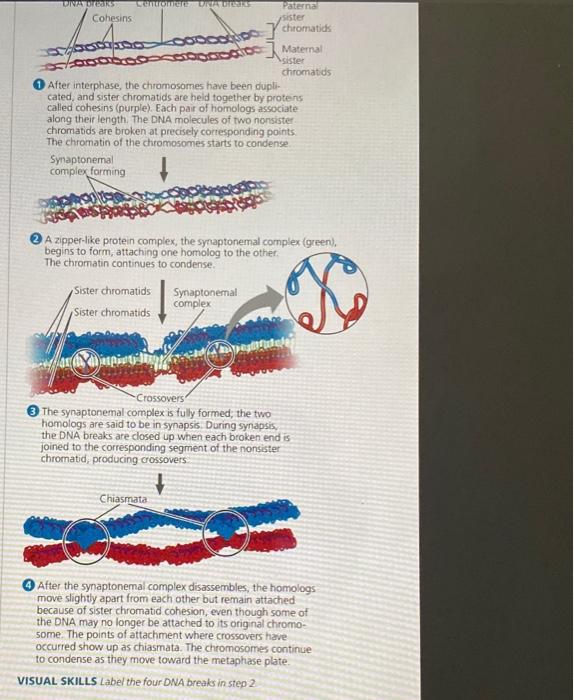 Solved 1. Identify #3 and the process taking place | Chegg.com