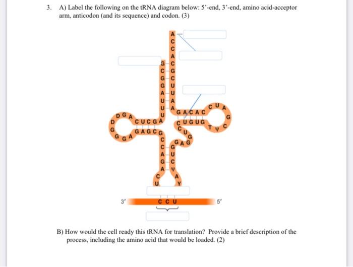Solved 3. A) Label the following on the tRNA diagram below: | Chegg.com