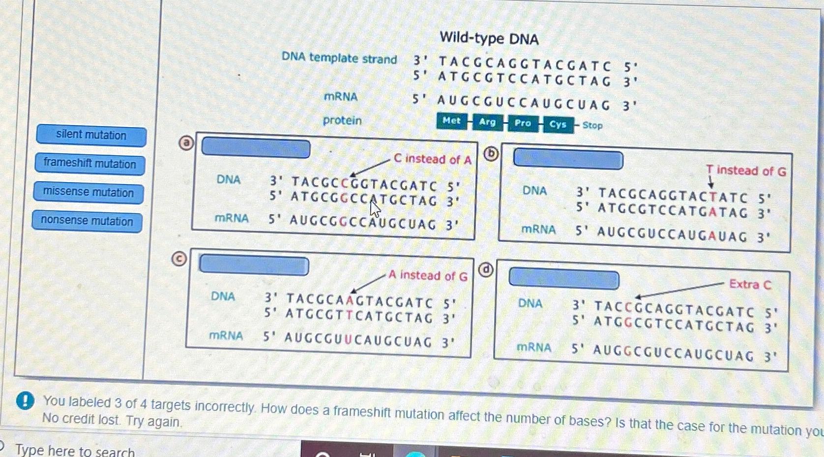 Solved Wild-type DNADNA template strand 3° ﻿TACGCAGCTACGATC | Chegg.com