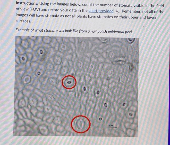 Instructions: Using the images below, count the | Chegg.com