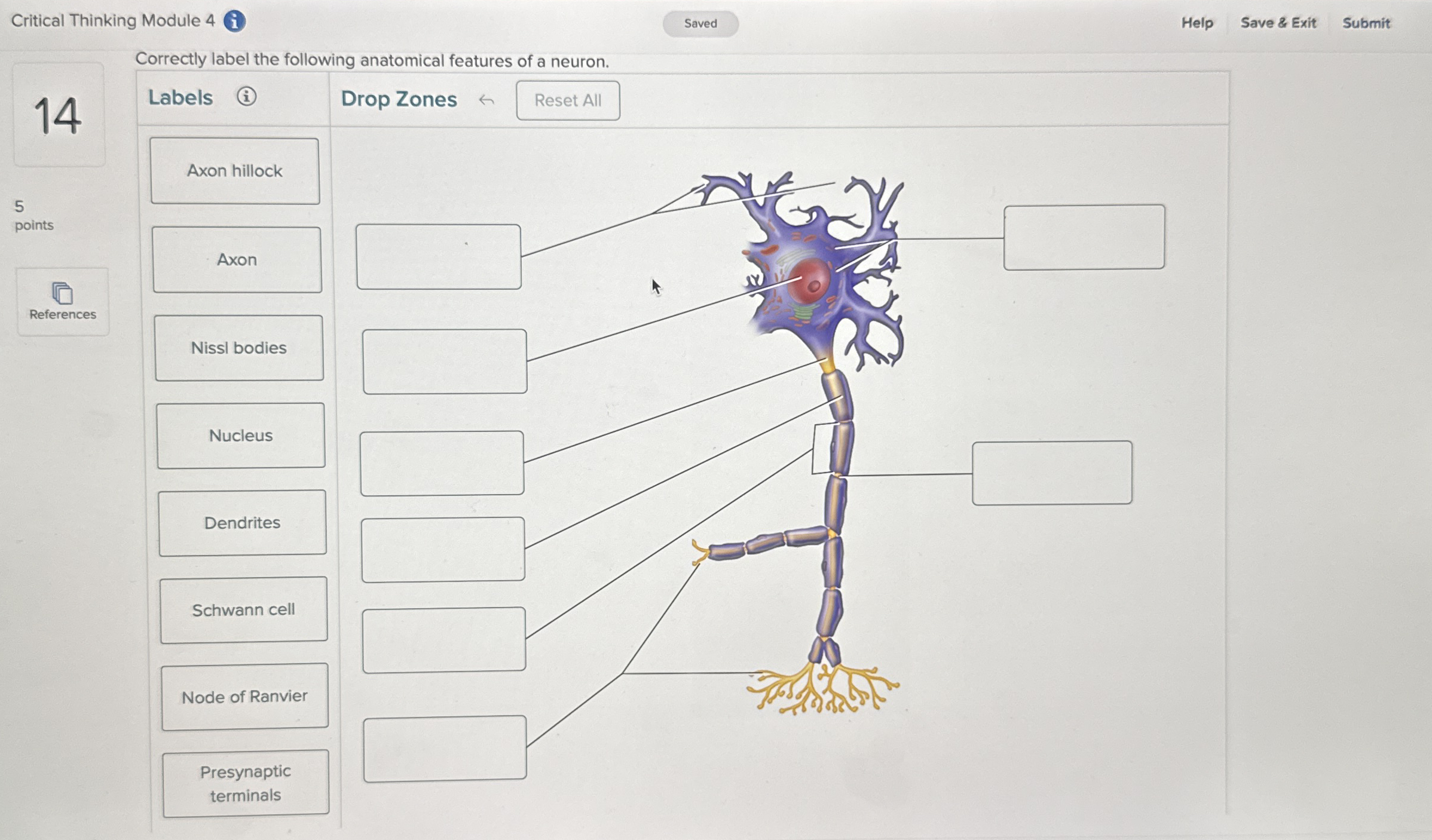 Solved Correctly lable the following anatomical features of | Chegg.com