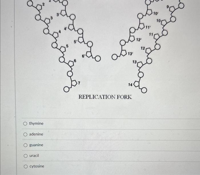 Solved In the figure below (replication fork), if base 3 | Chegg.com