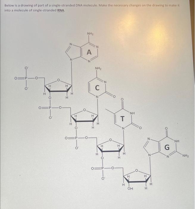 Solved Below is a drawing of part of a single-stranded DNA | Chegg.com