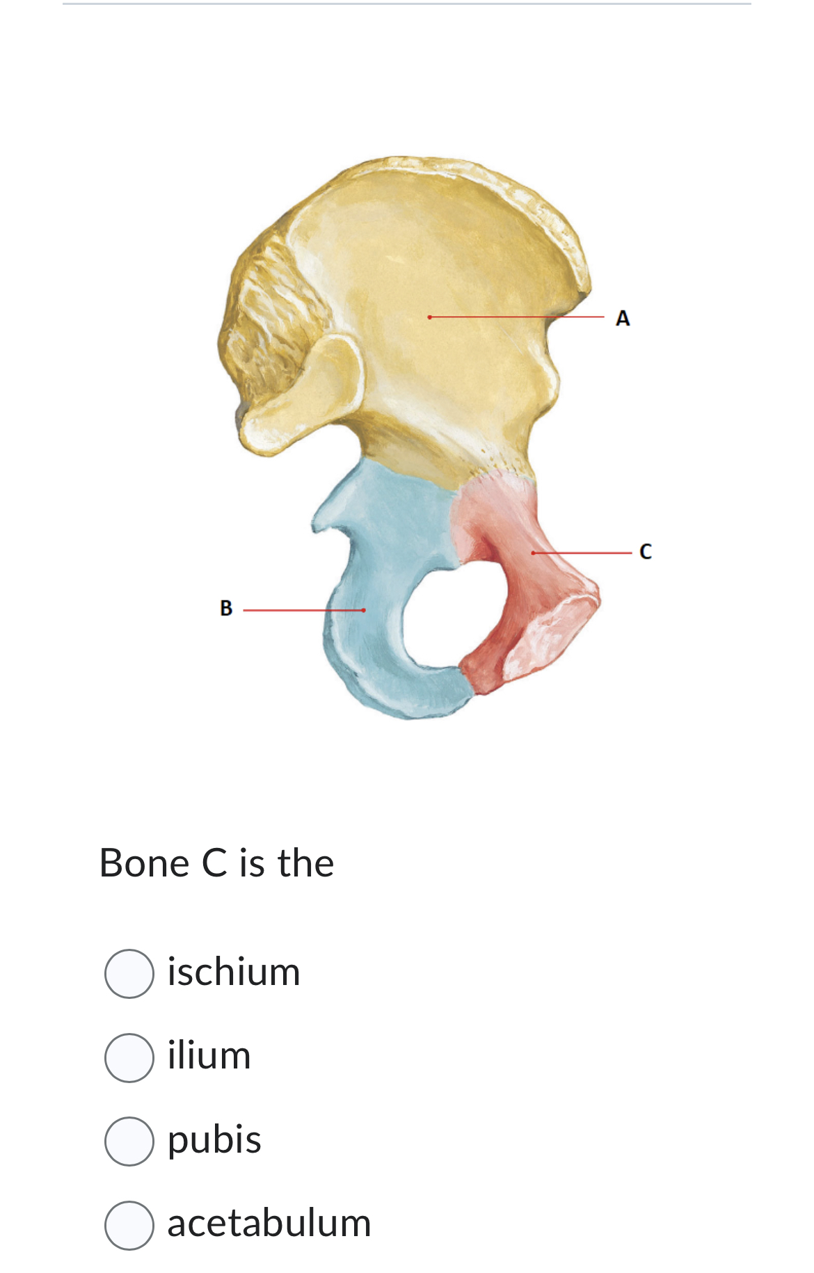 Solved Bone C ﻿is theischiumiliumpubisacetabulum | Chegg.com