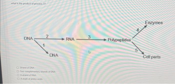 Solved what is the product of process 3 ? Strand of DNA Two | Chegg.com