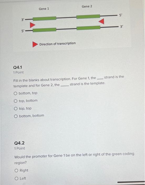 Solved 1 Point Fill in the blanks about transcription. For | Chegg.com