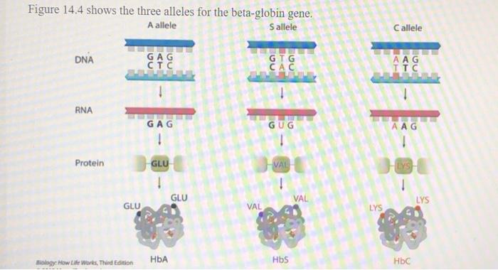 Solved Figure 14.4 shows the three alleles for the | Chegg.com