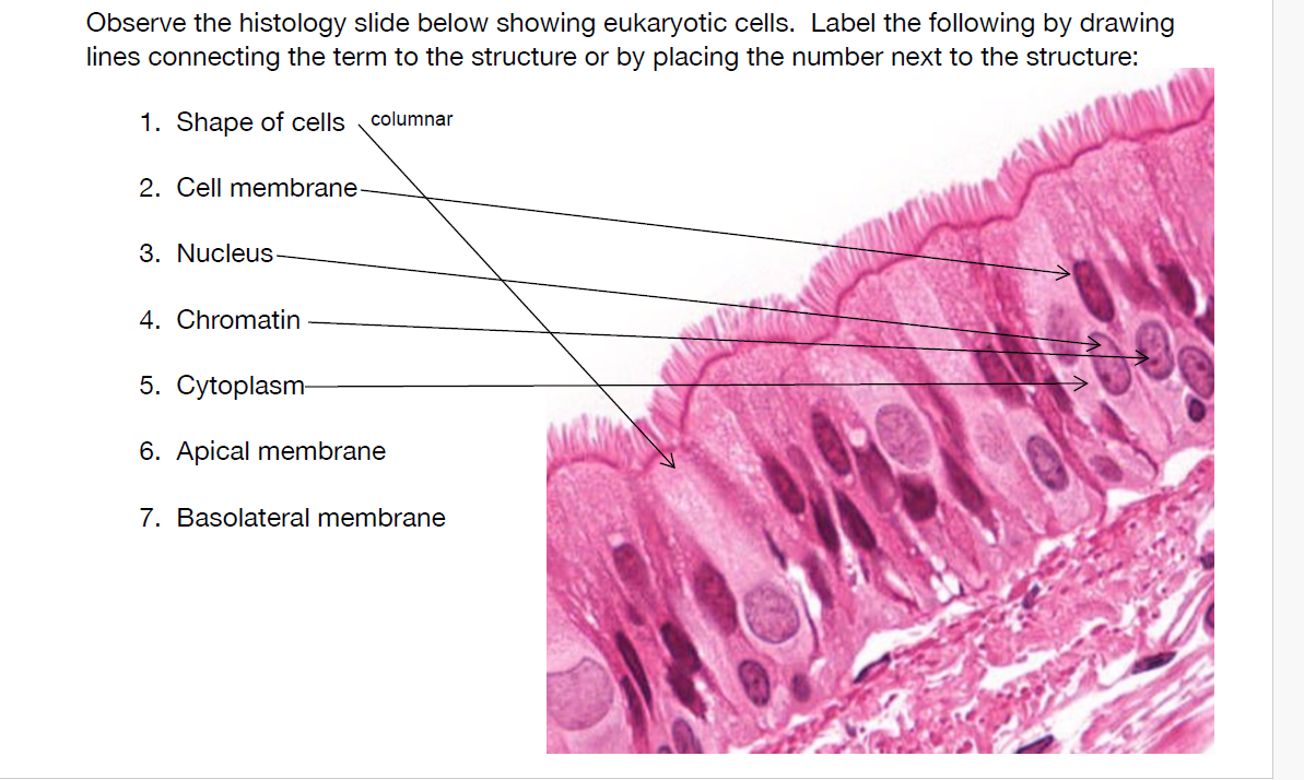Solved Observe the histology slide below showing eukaryotic | Chegg.com