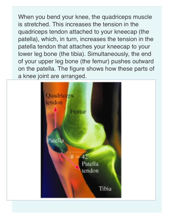 Solved When you bend your knee, the quadriceps muscle is | Chegg.com